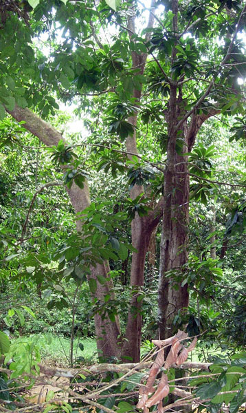 personal diary: Foto kampung